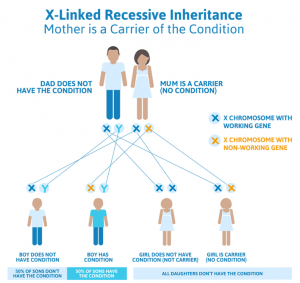About reproductive genetic carrier screening | Mackenzie’s Mission